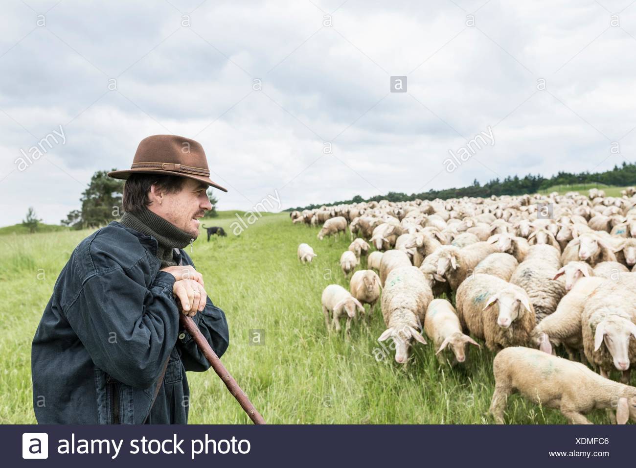 Sheep With Hat High Resolution Stock Photography and Images - Alamy