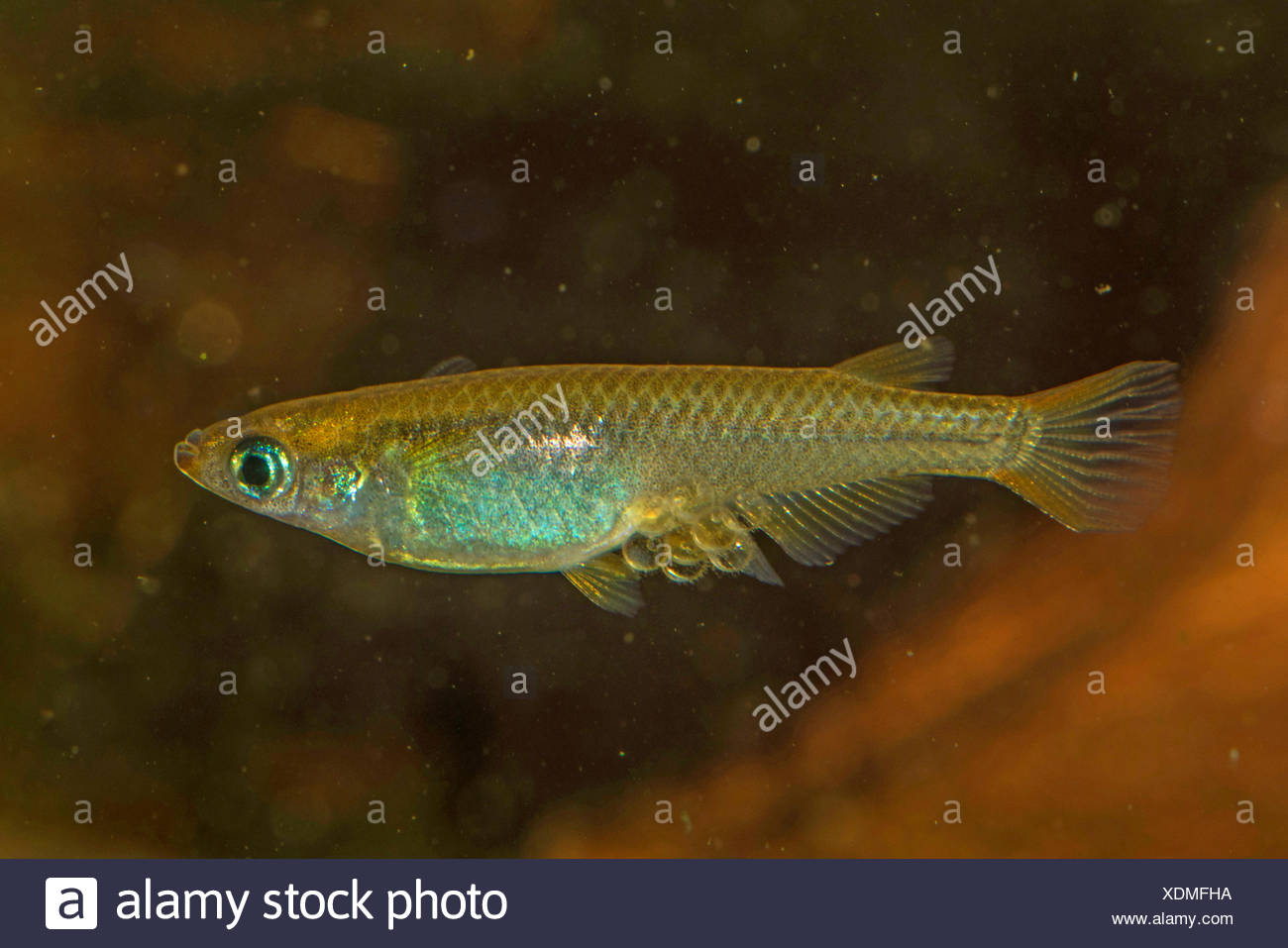 Medaka High Resolution Stock Photography and Images - Alamy