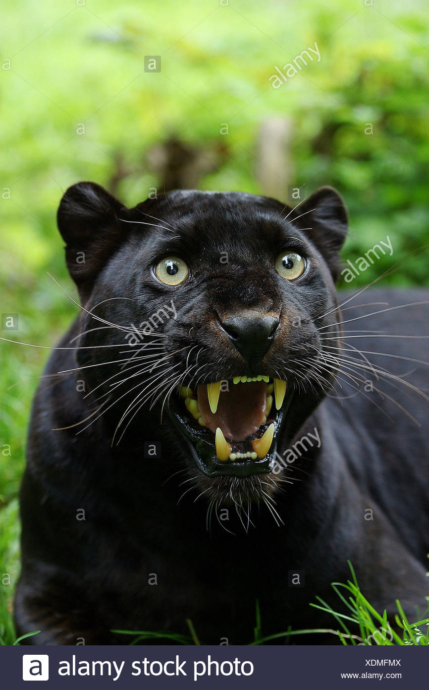 Black Panther Panthera Pardus Portrait High Resolution Stock ...