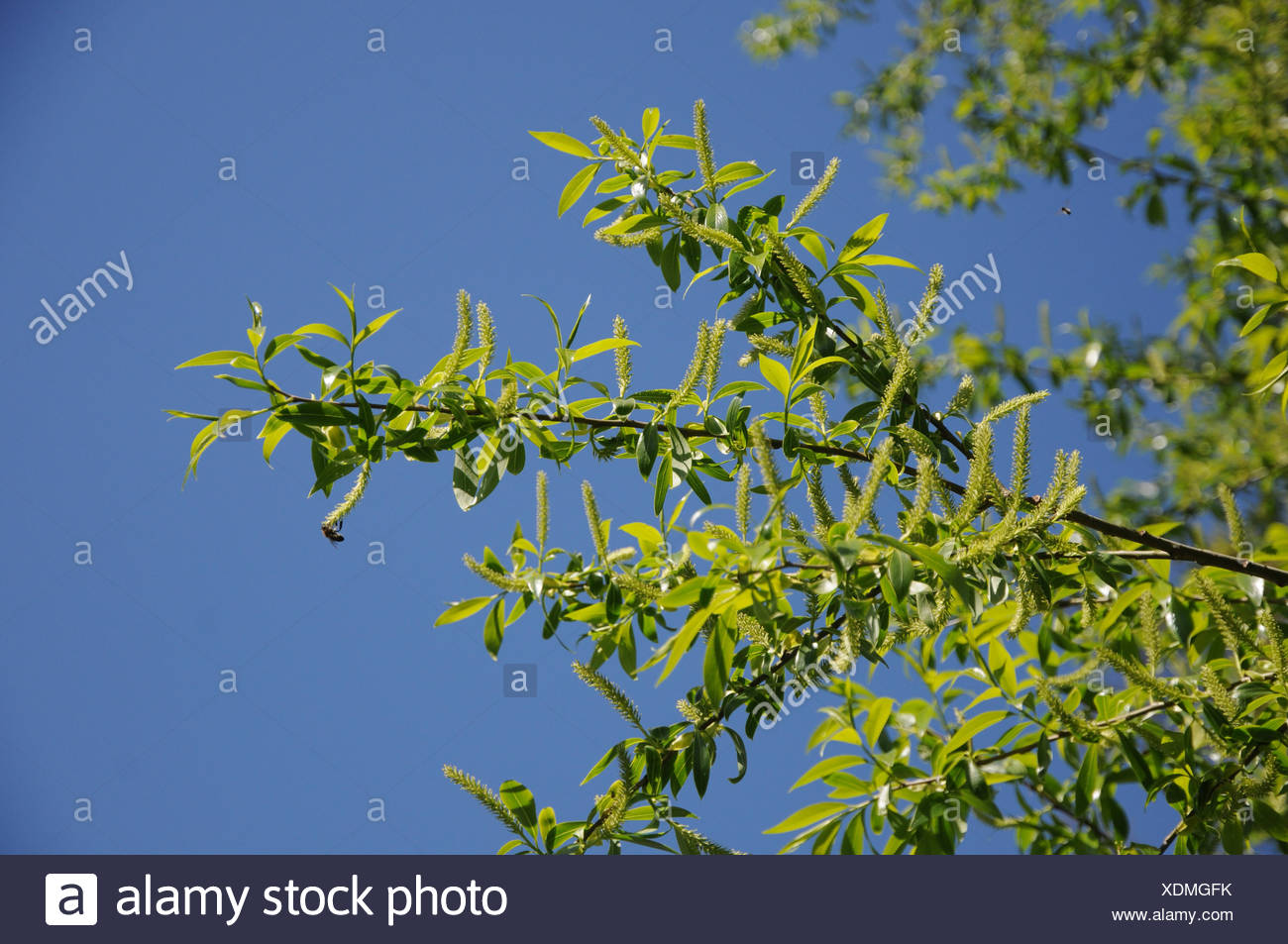 Salix Fragilis Tree High Resolution Stock Photography and Images - Alamy