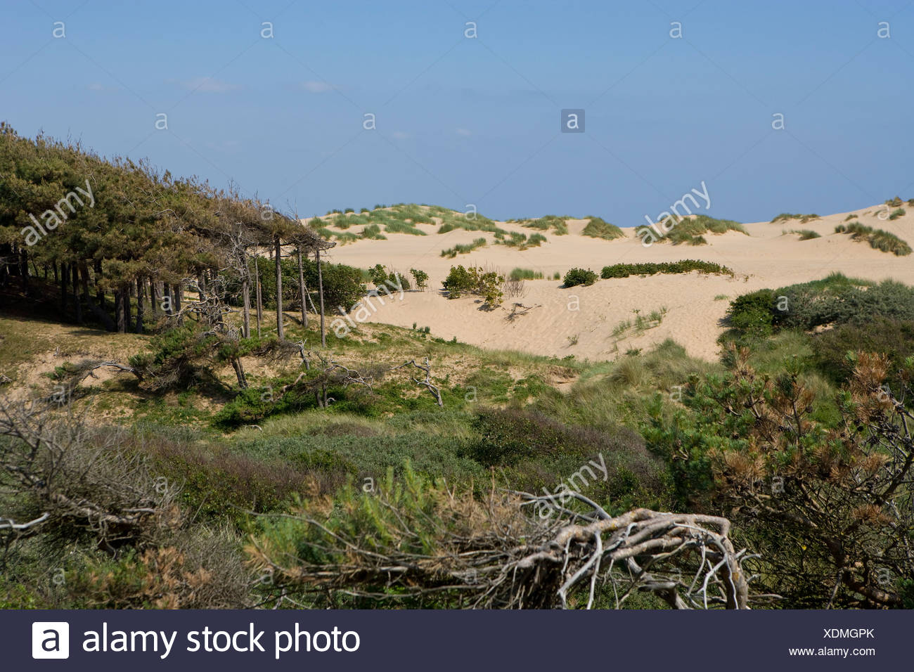 Coastal Scrub High Resolution Stock Photography and Images - Alamy