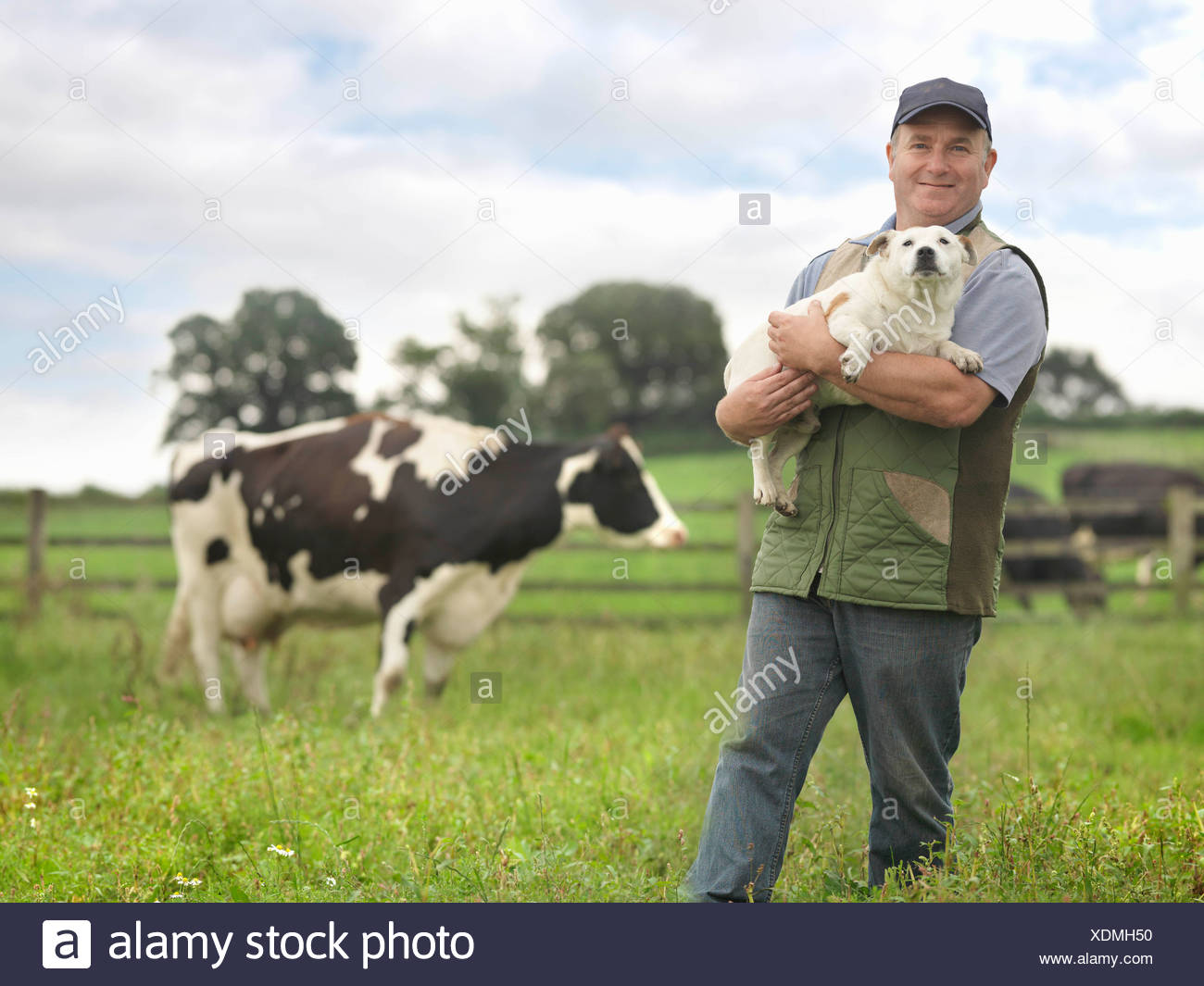 Cow And Dog Stock Photos & Cow And Dog Stock Images - Alamy