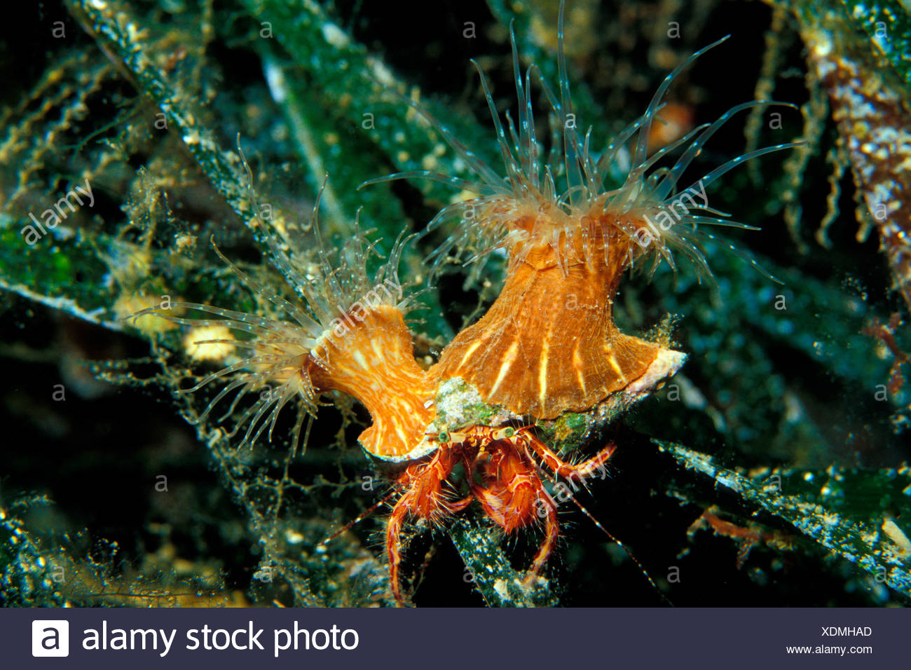 Shell Parasites High Resolution Stock Photography and Images - Alamy