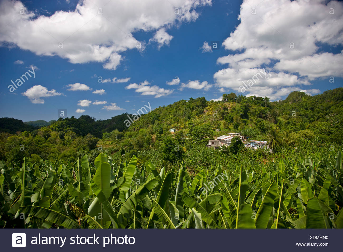 Cockpit Country, Jamaica Stock Photos & Cockpit Country, Jamaica Stock ...