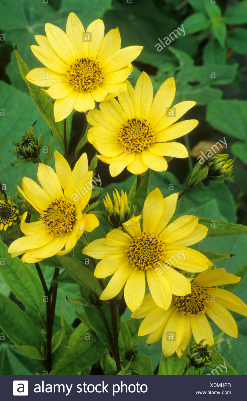 Helianthus Lemon Queen Garden High Resolution Stock Photography and ...