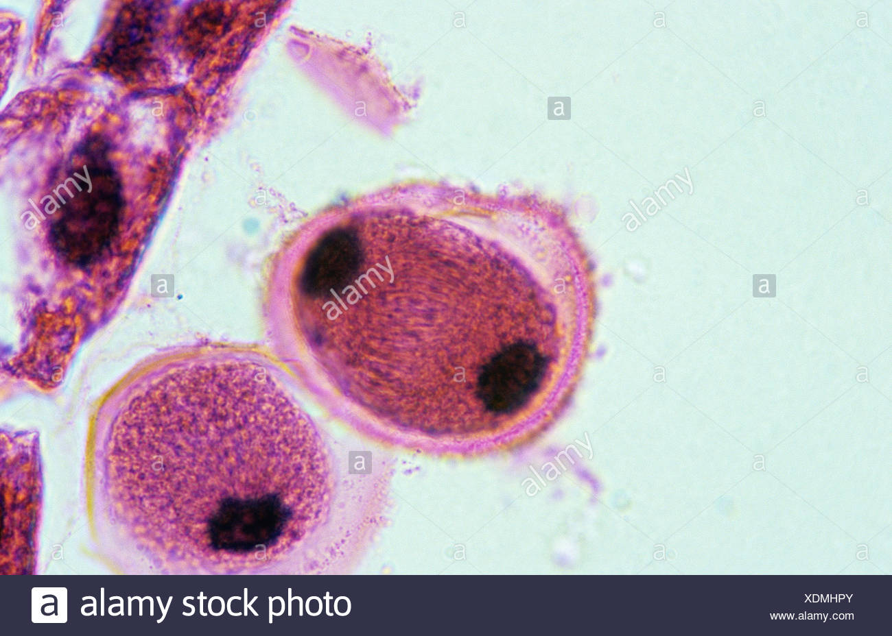 Anaphase Stock Photos & Anaphase Stock Images - Alamy