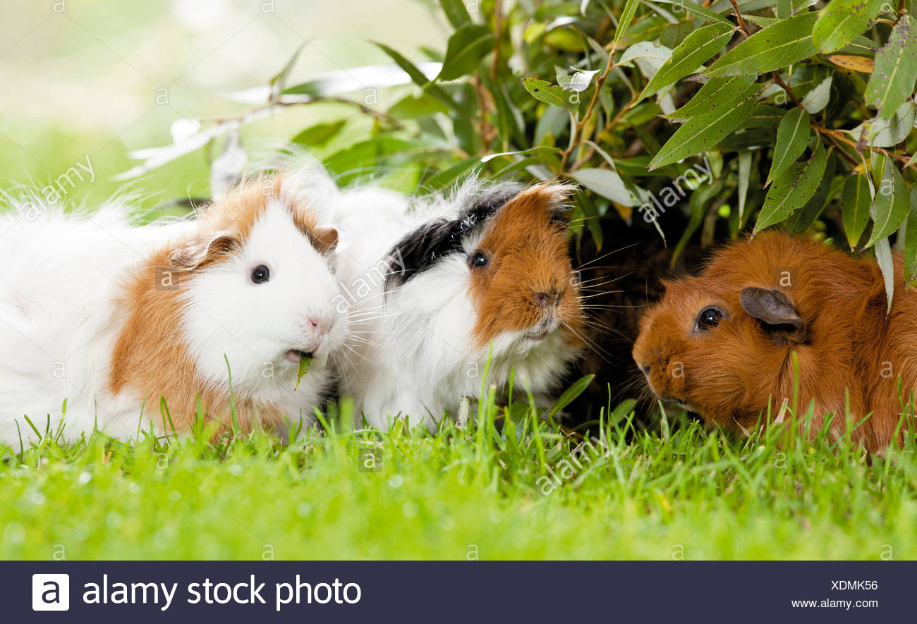 Guinea Pig Grass Stock Photos & Guinea Pig Grass Stock Images - Alamy