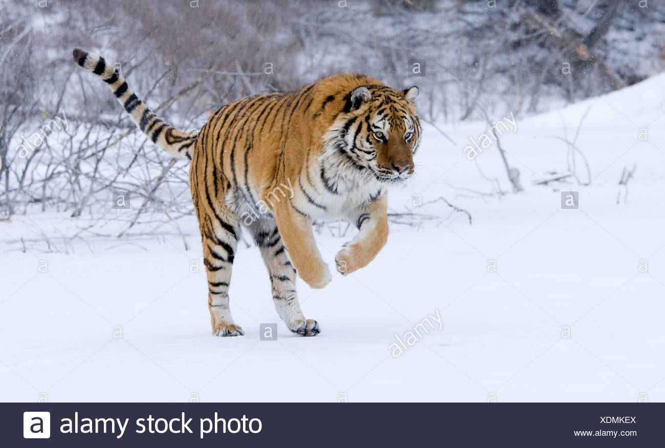 Tiger Hunting Stock Photos & Tiger Hunting Stock Images - Alamy