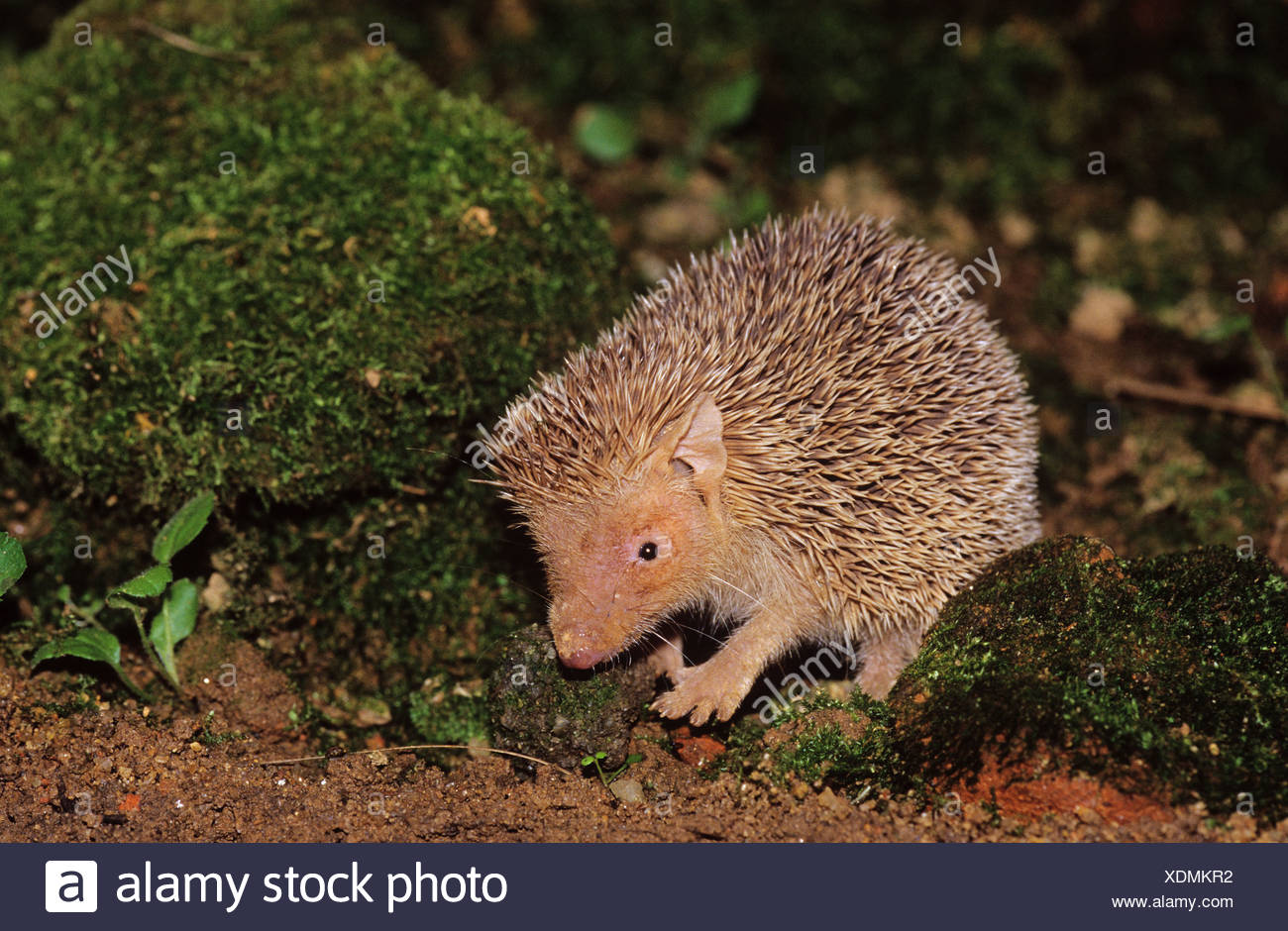 Tanreck High Resolution Stock Photography and Images - Alamy