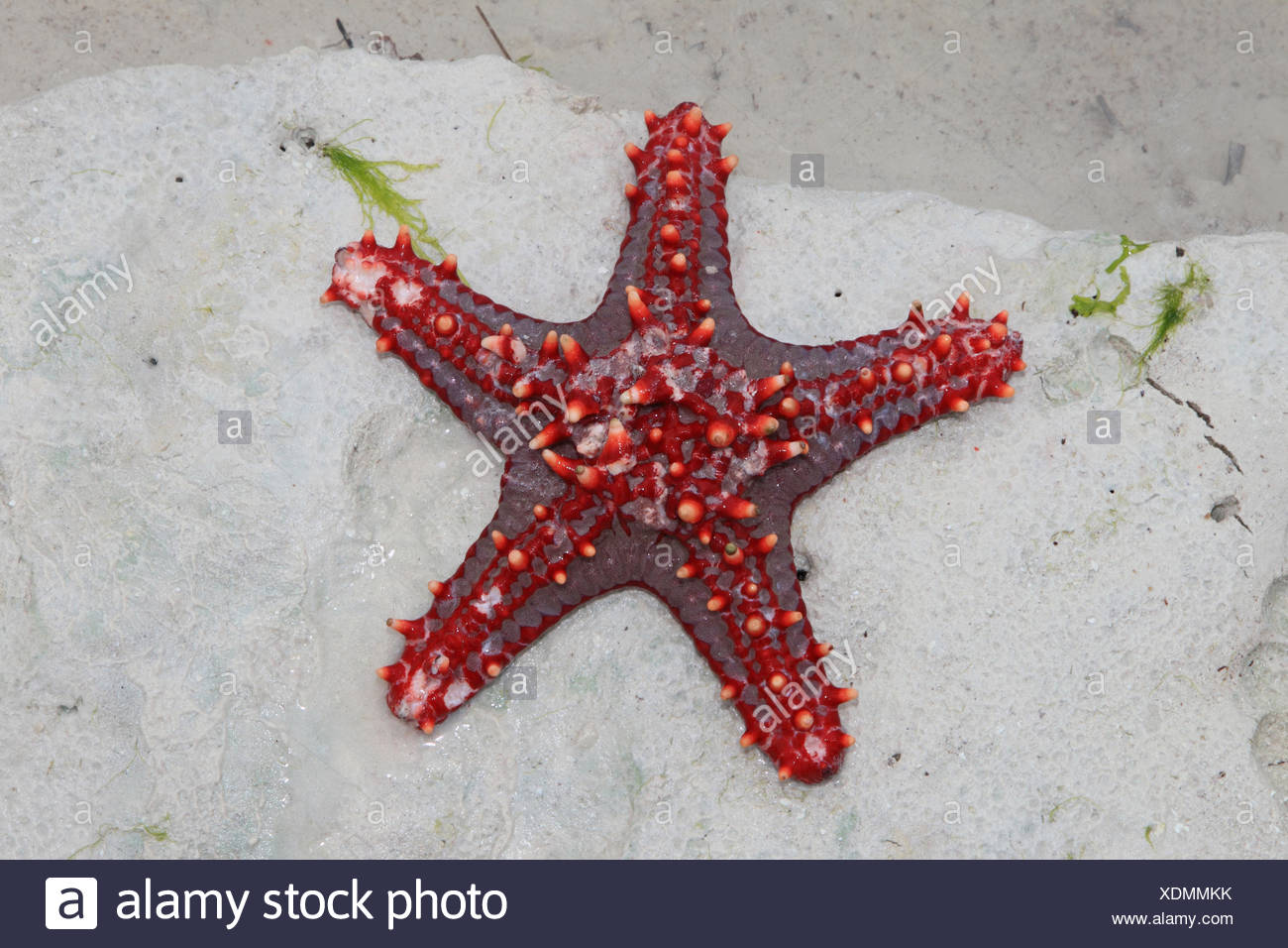 Panamic Cushion Sea Star Pentaceraster Cumingi High Resolution Stock ...