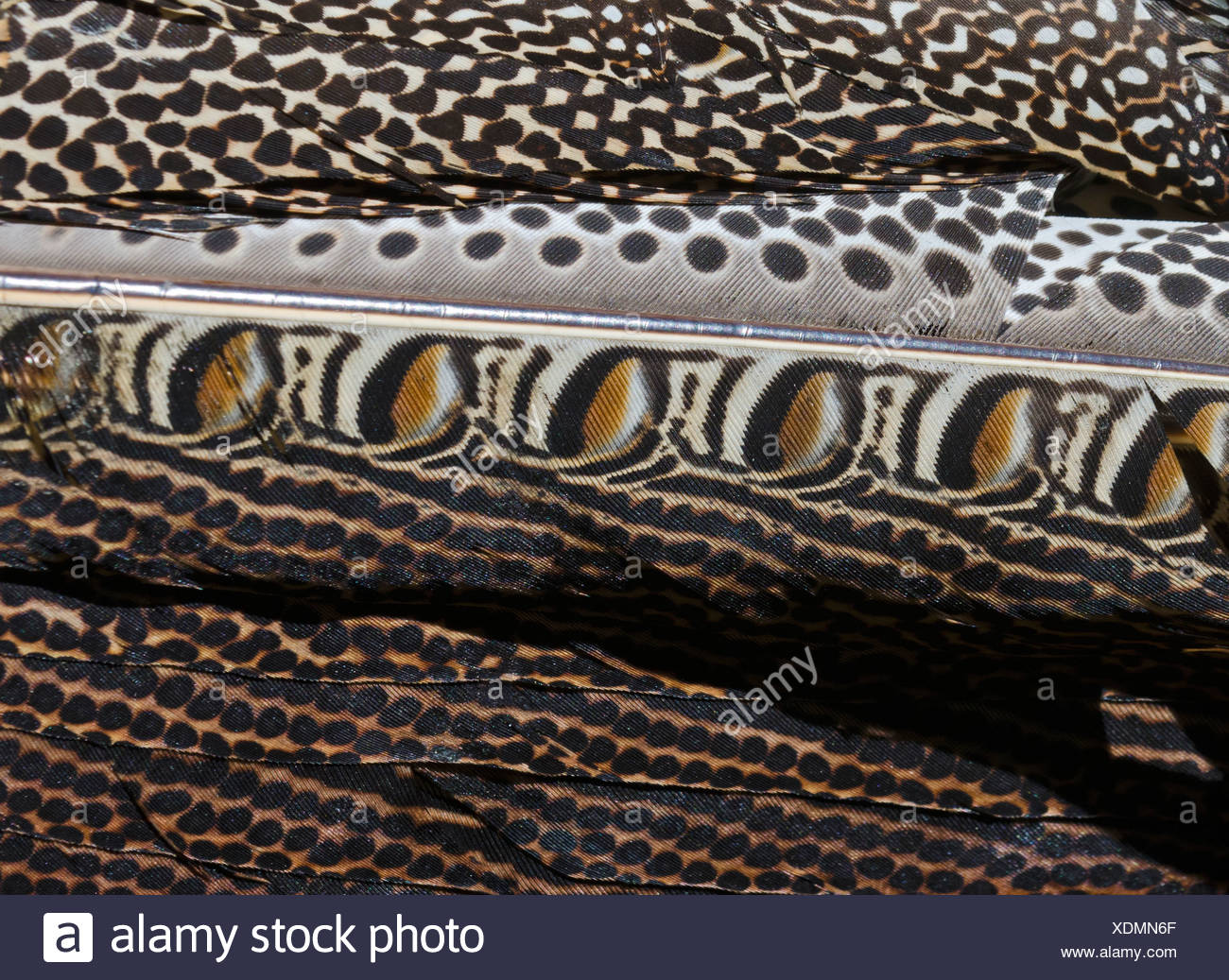 Plumage Patterns High Resolution Stock Photography and Images - Alamy