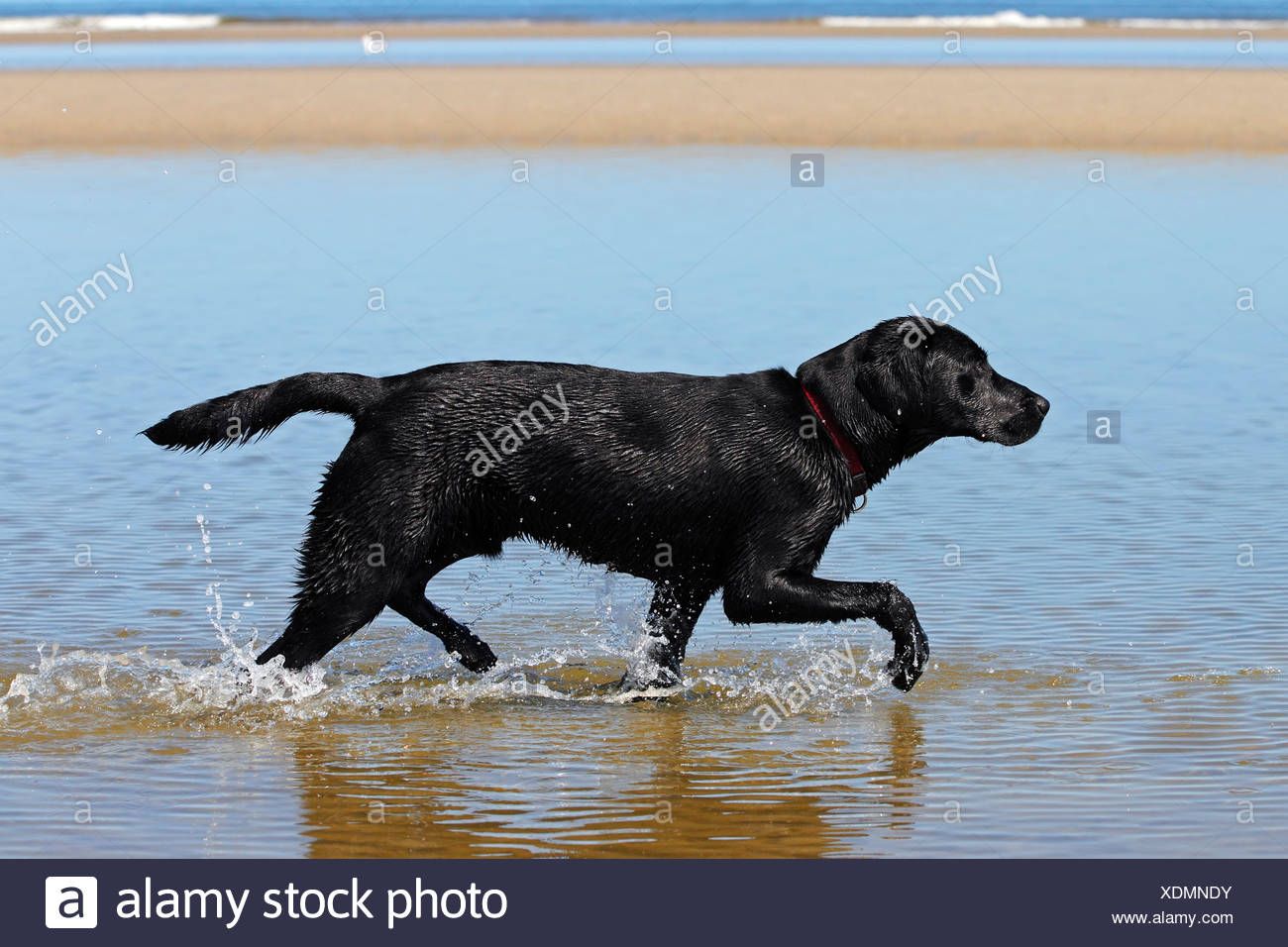 Labrador On Beach High Resolution Stock Photography and Images - Alamy