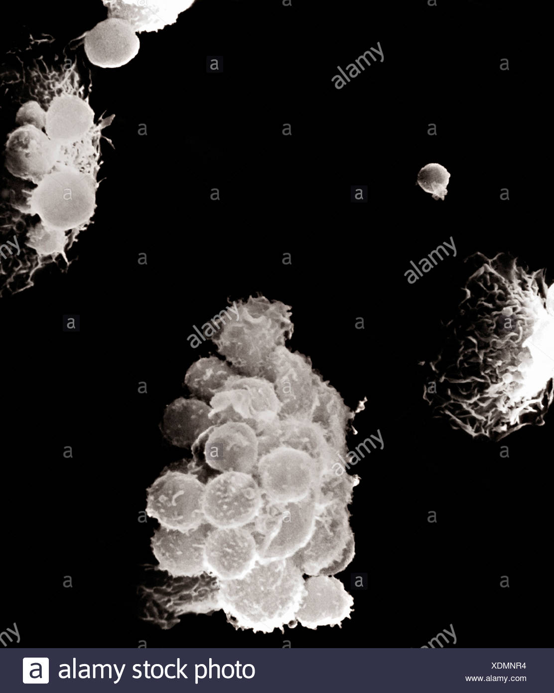 Macrophages Stock Photos & Macrophages Stock Images - Alamy