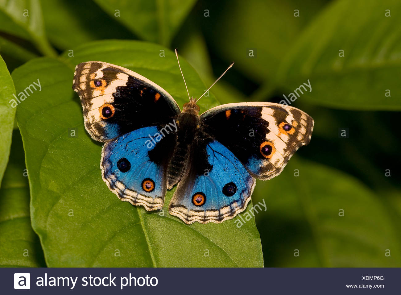 Butterfly And Leaf High Resolution Stock Photography and Images - Alamy
