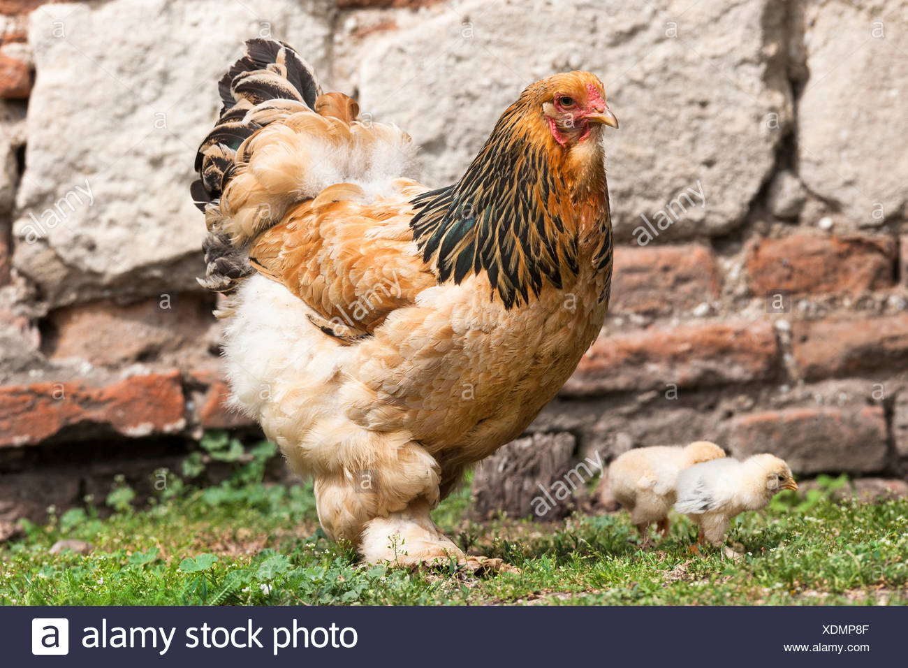 Brahma Chick High Resolution Stock Photography and Images - Alamy