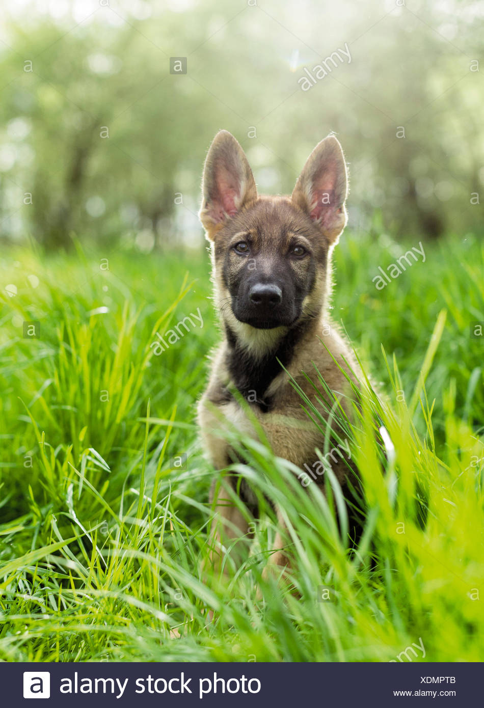 Alsatian Puppy Stock Photos & Alsatian Puppy Stock Images - Alamy