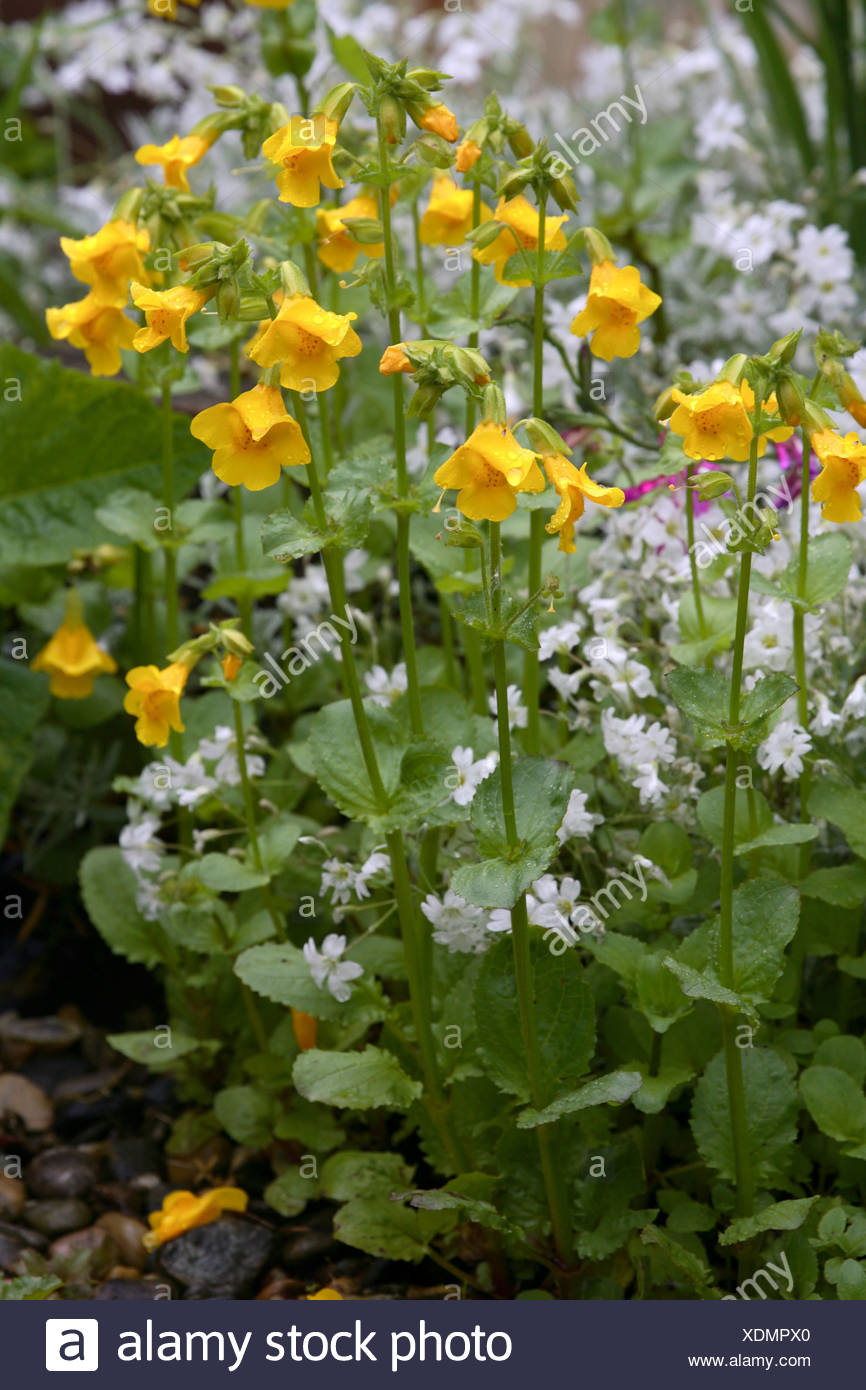 Yellow Monkeyflower Mimulus Guttatus High Resolution Stock Photography ...