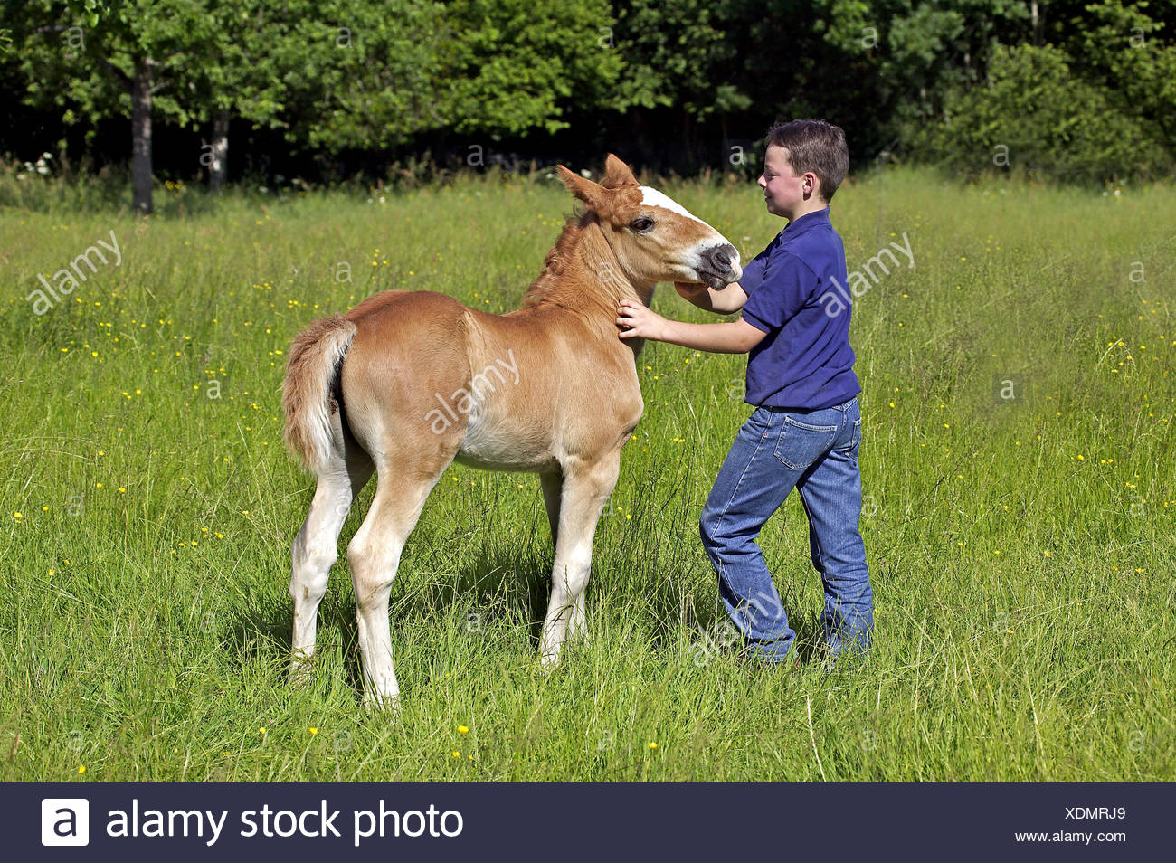 Norman Cob High Resolution Stock Photography and Images - Alamy