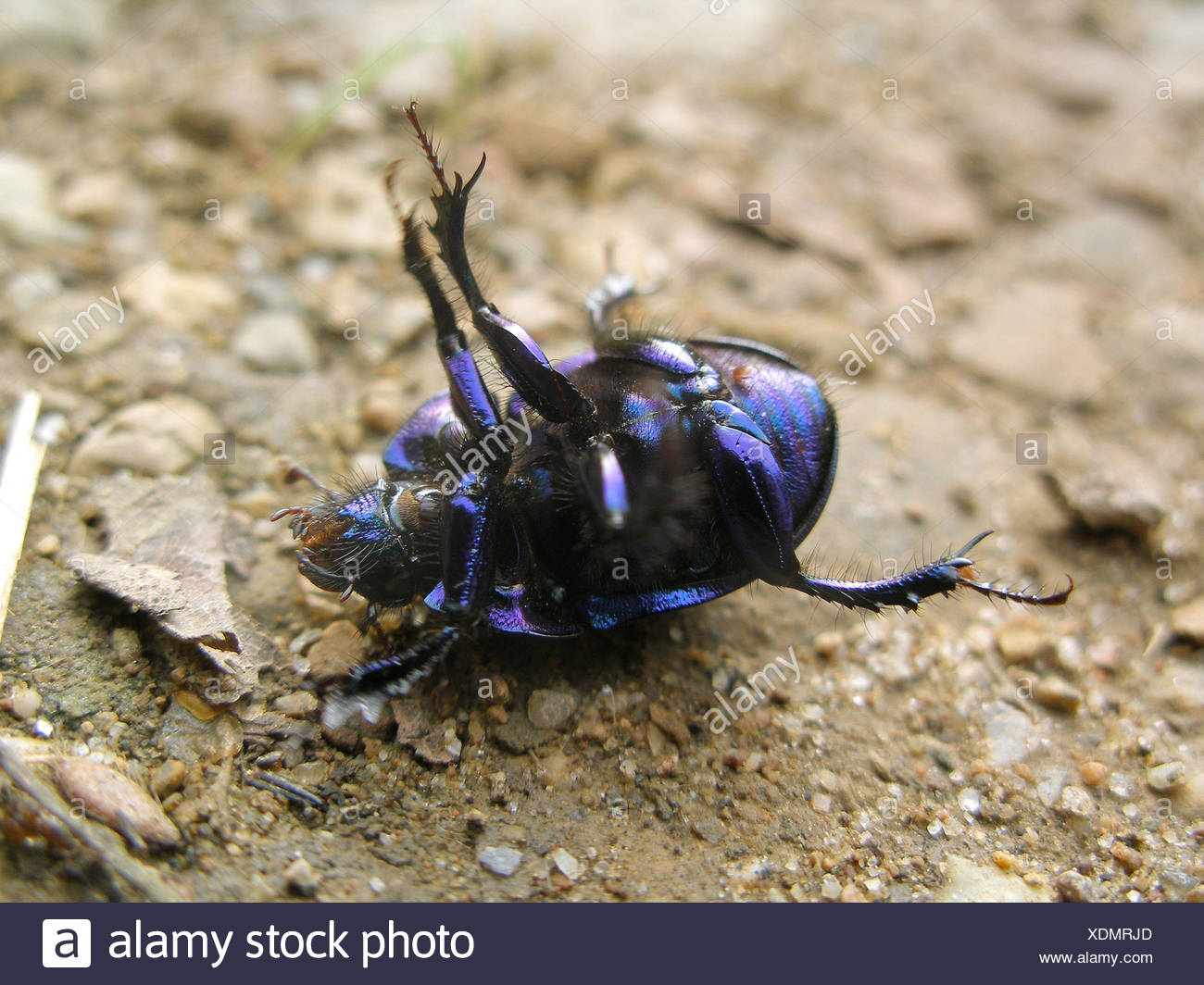 Green Dung Beetle High Resolution Stock Photography and Images - Alamy