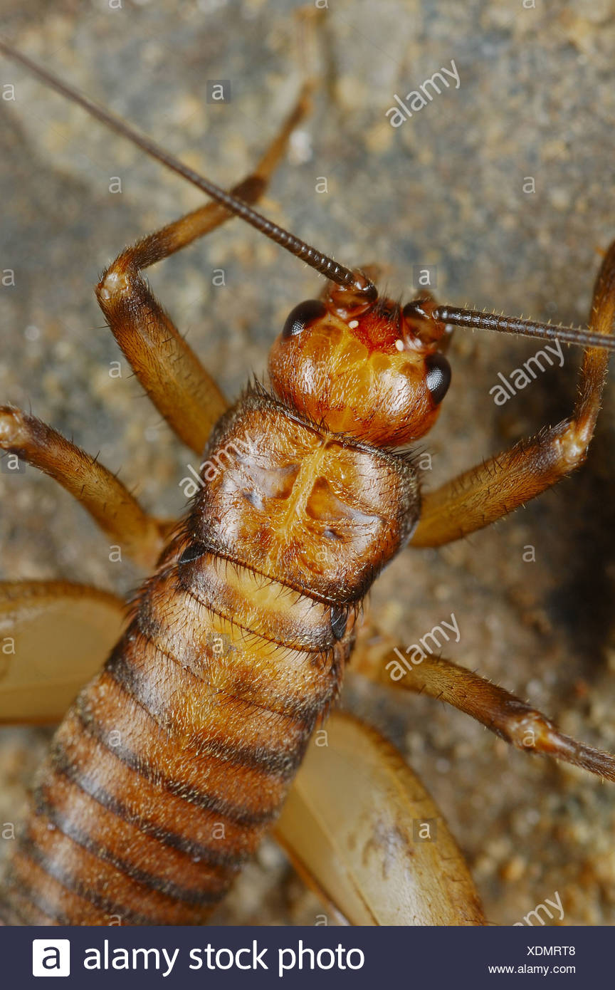 Cave Crickets High Resolution Stock Photography and Images - Alamy