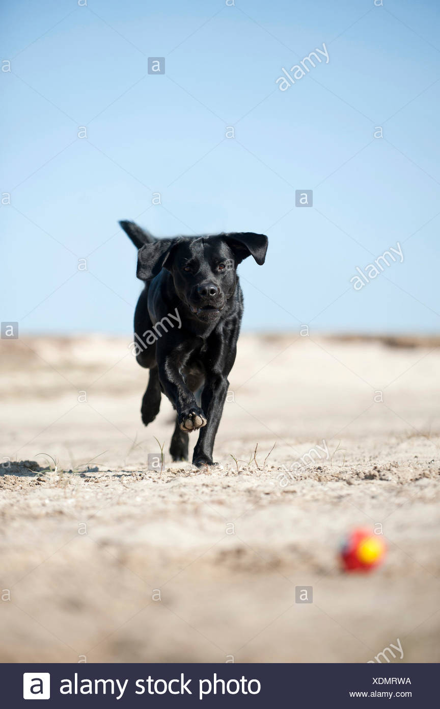 Ball Retrievers High Resolution Stock Photography and Images - Alamy
