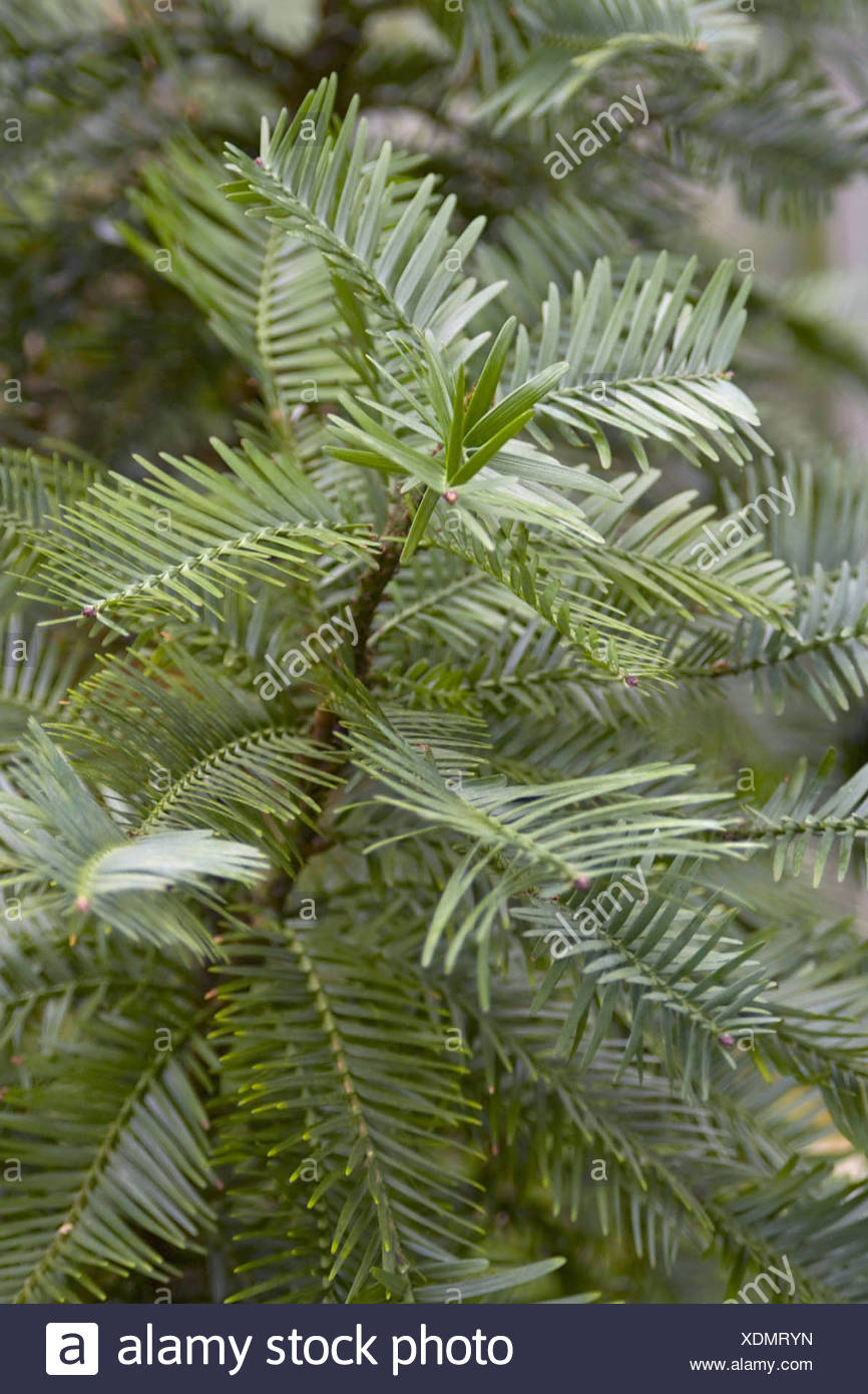 Wollemia Tree High Resolution Stock Photography and Images - Alamy