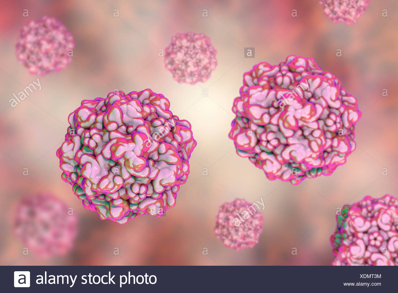 Panleukopenia Stock Photos & Panleukopenia Stock Images - Alamy