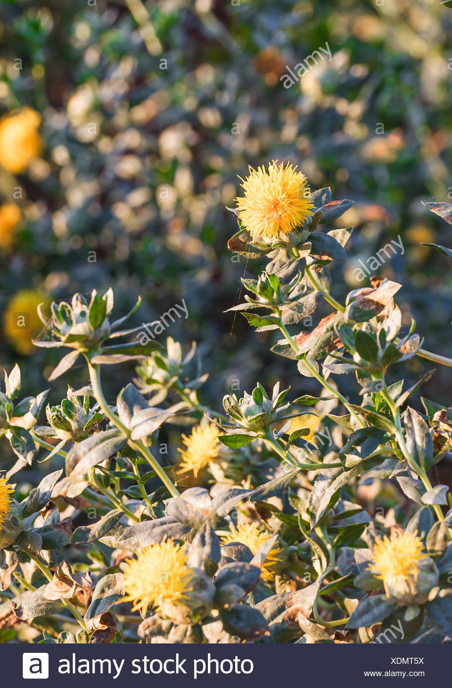 Blue Safflower High Resolution Stock Photography and Images - Alamy