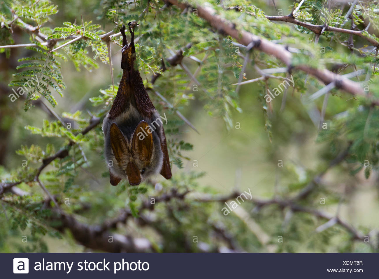 Frons Stock Photos & Frons Stock Images - Alamy