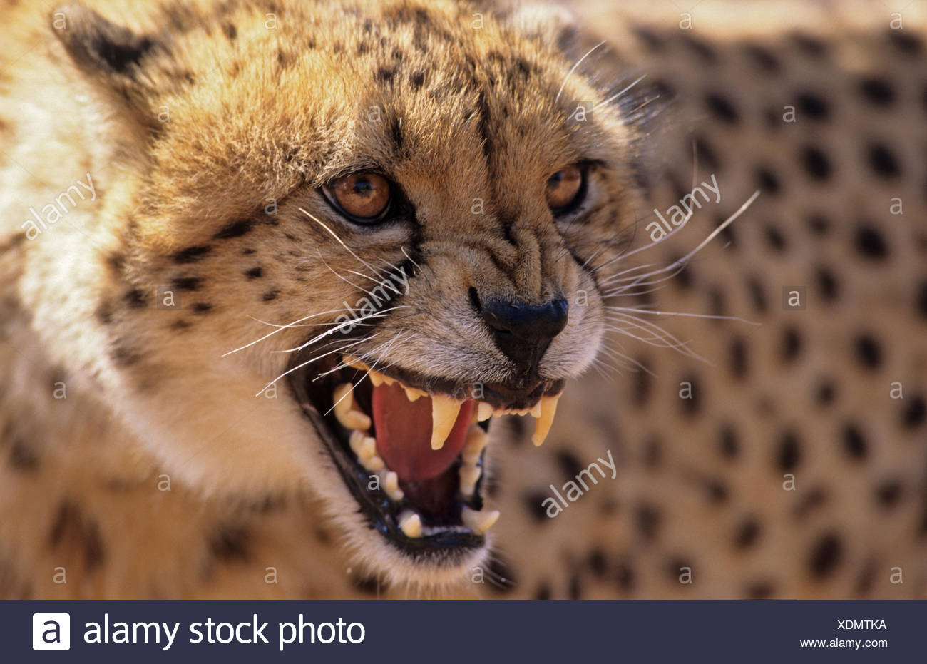 Cheetah Snarl High Resolution Stock Photography and Images - Alamy