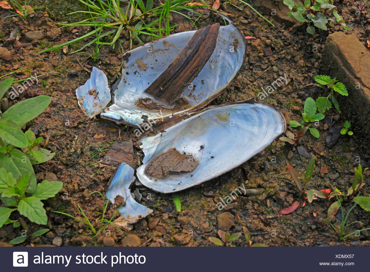 Empty Pond High Resolution Stock Photography and Images - Alamy