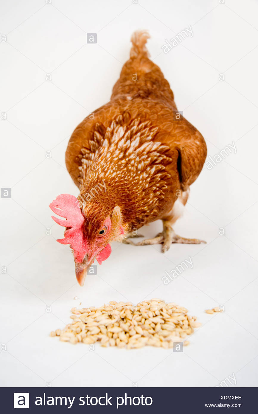 Chicken Feed Corn High Resolution Stock Photography and Images - Alamy