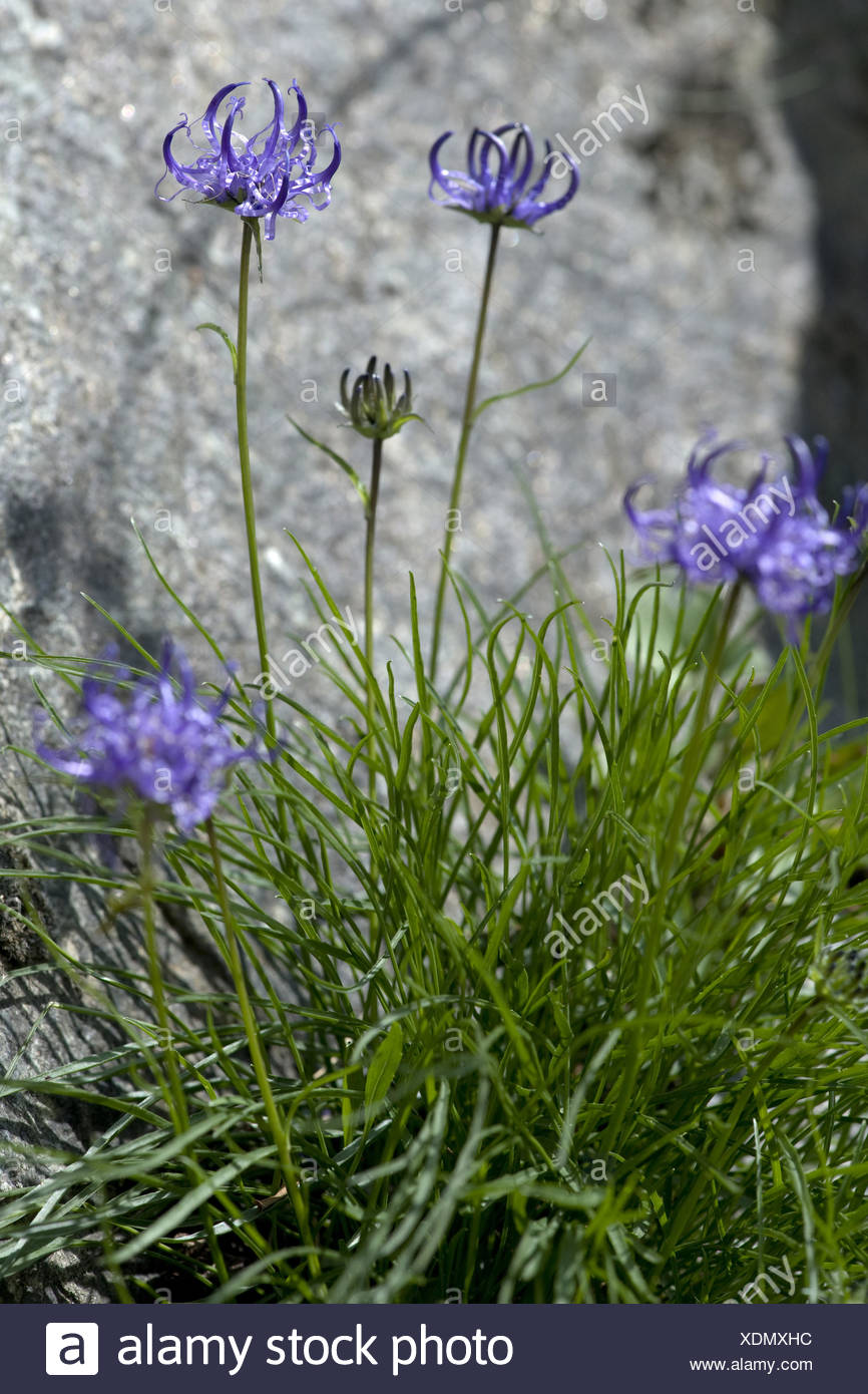 Rampions High Resolution Stock Photography and Images - Alamy