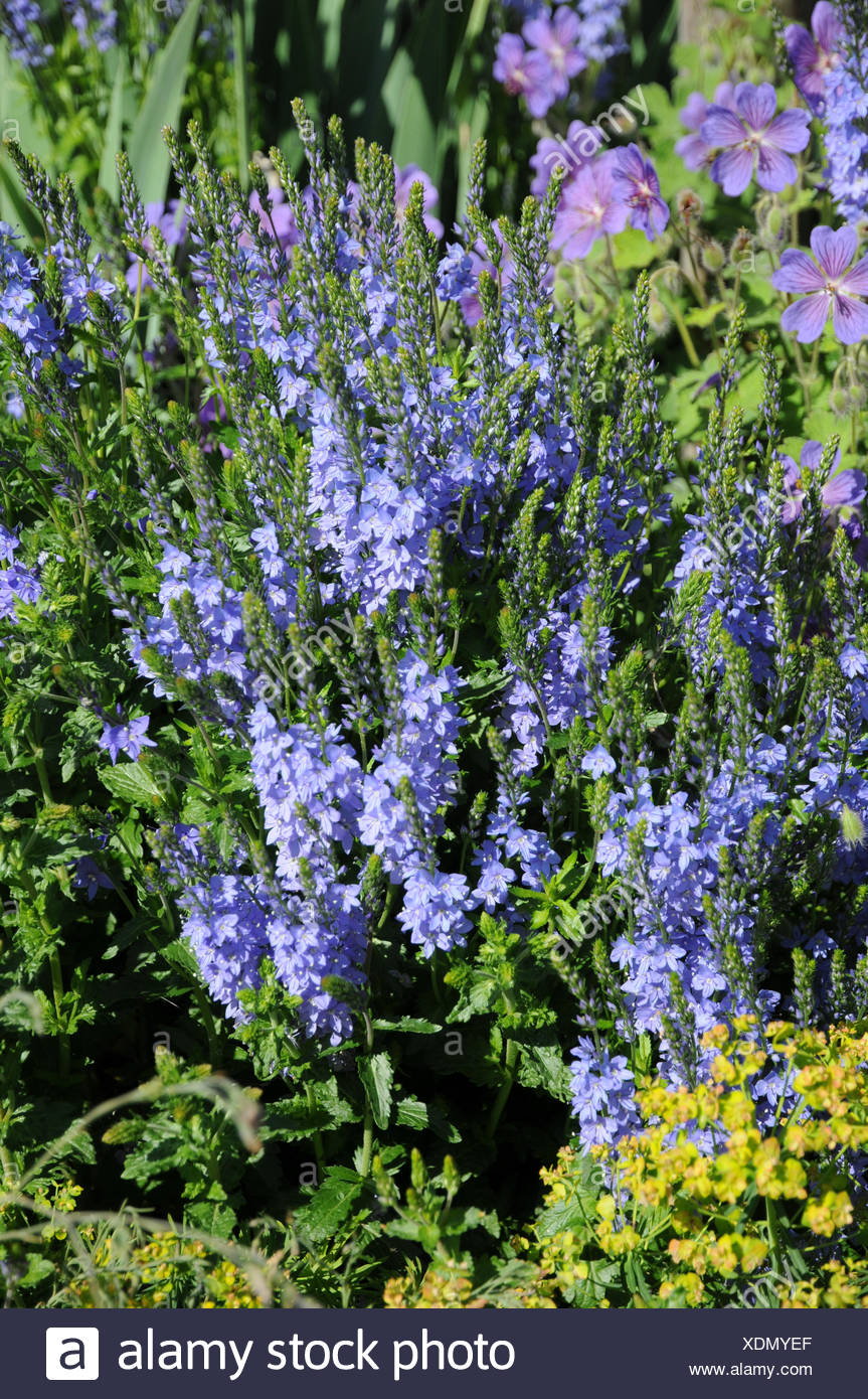 Large Speedwell High Resolution Stock Photography and Images - Alamy