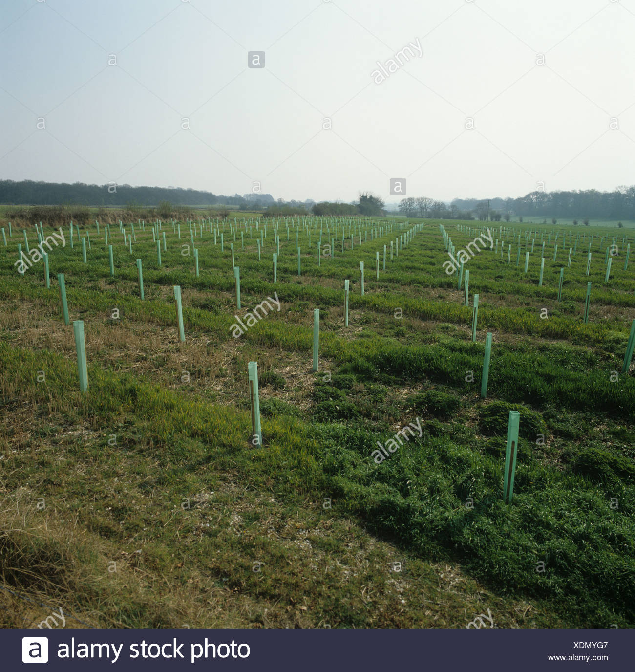 Plastic Tree Tubes High Resolution Stock Photography and Images - Alamy