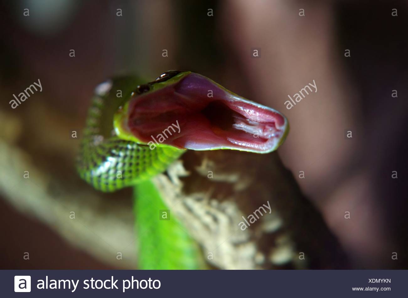 Green Mamba Mouth High Resolution Stock Photography and Images - Alamy