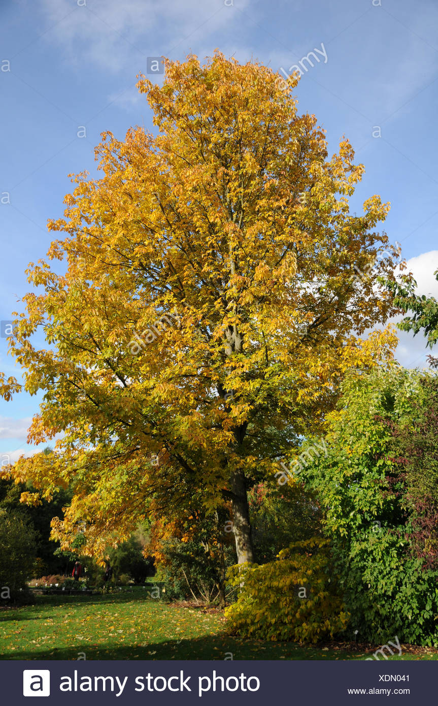 Aesculus Flava Yellow Buckeye Tree High Resolution Stock Photography ...