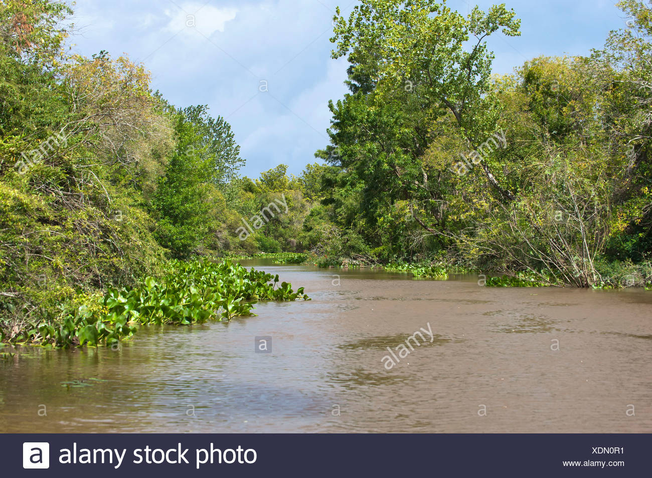 Tigre Delta Argentina High Resolution Stock Photography and Images - Alamy