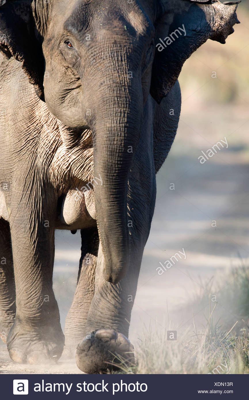Elephant Charging Stock Photos & Elephant Charging Stock Images - Alamy