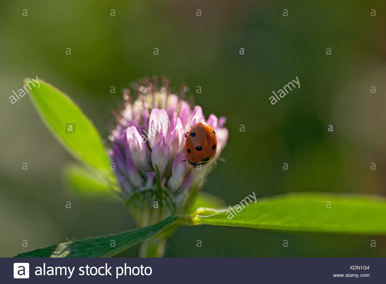 Crimson Clover Insect High Resolution Stock Photography and Images - Alamy