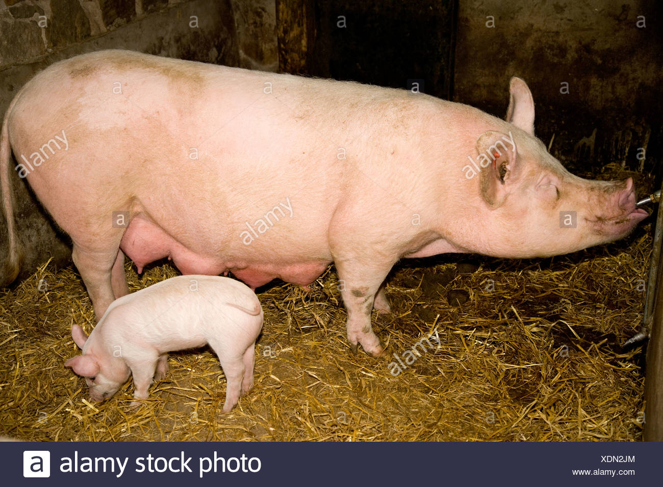 Livestock Pig And Mother Pig High Resolution Stock Photography and ...