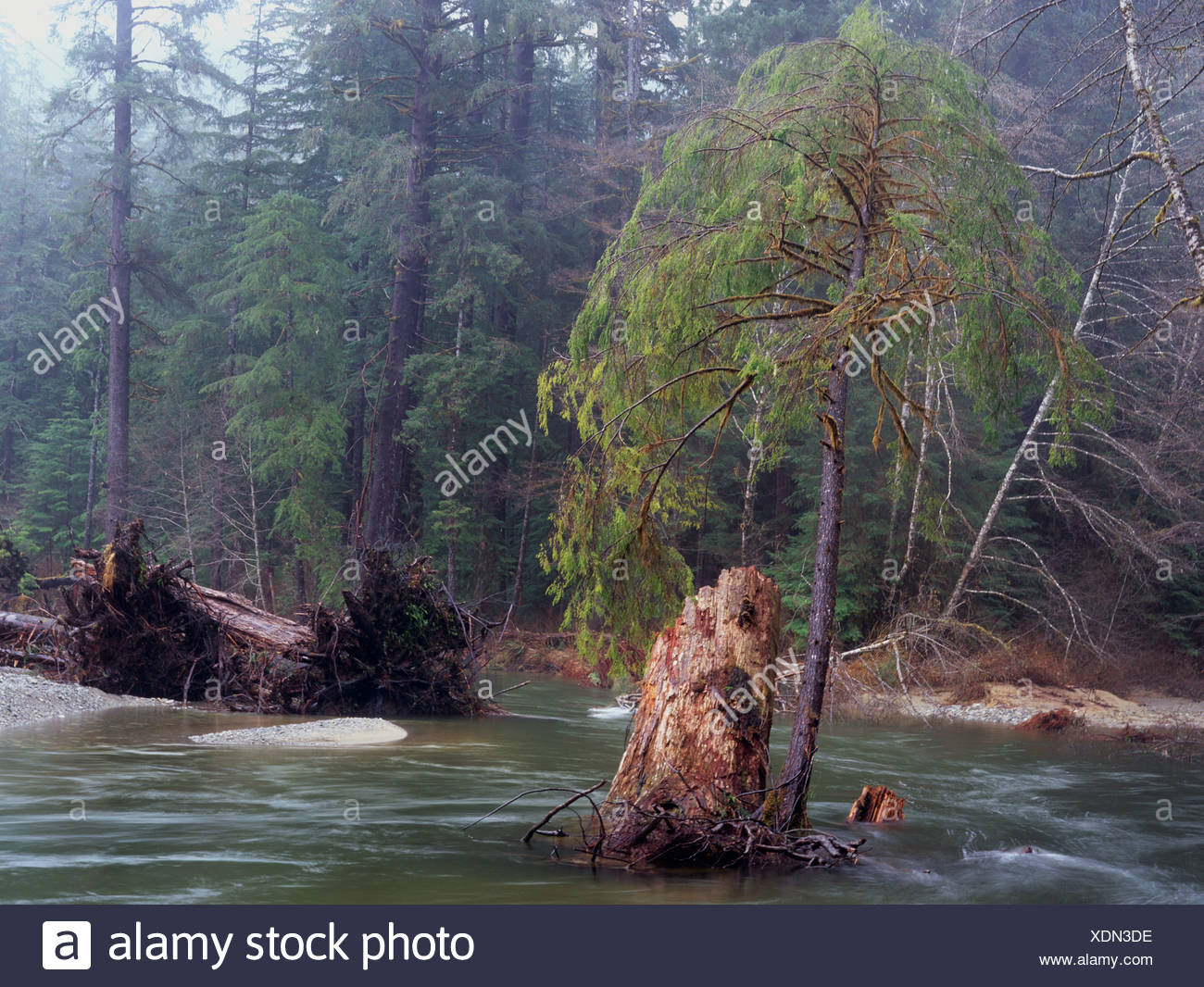 Carmanah Valley High Resolution Stock Photography and Images - Alamy