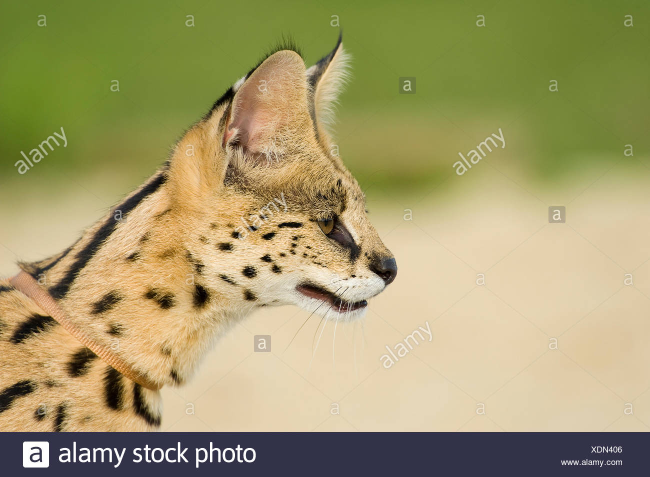Serval Cat Skin High Resolution Stock Photography and Images - Alamy