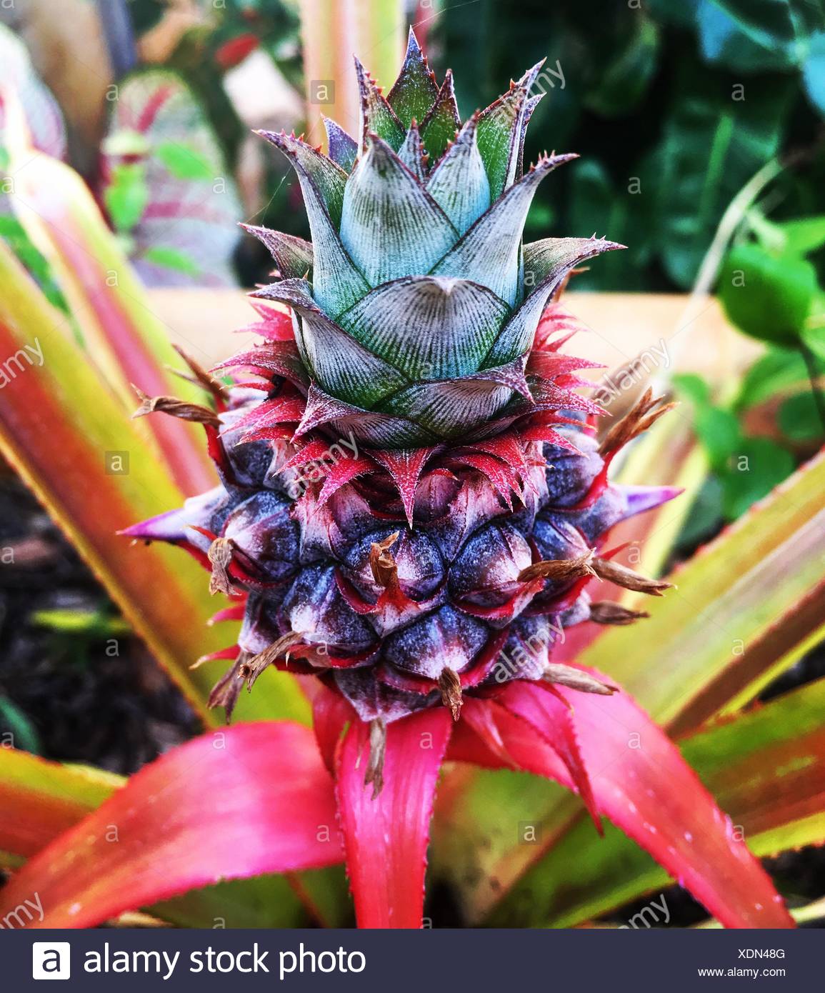 Pineapple Cactus High Resolution Stock Photography and Images - Alamy