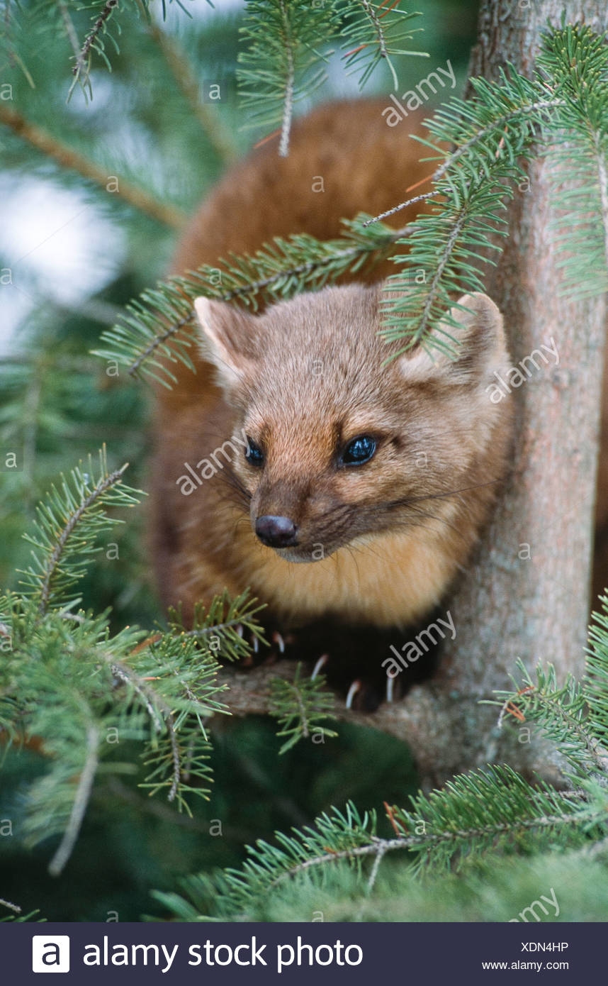 Alaska Tanana Valley Stock Photos & Alaska Tanana Valley Stock Images ...