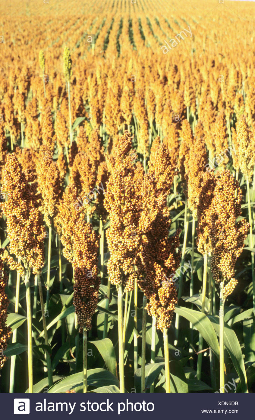 Sorghum Vulgare Stock Photos & Sorghum Vulgare Stock Images - Alamy