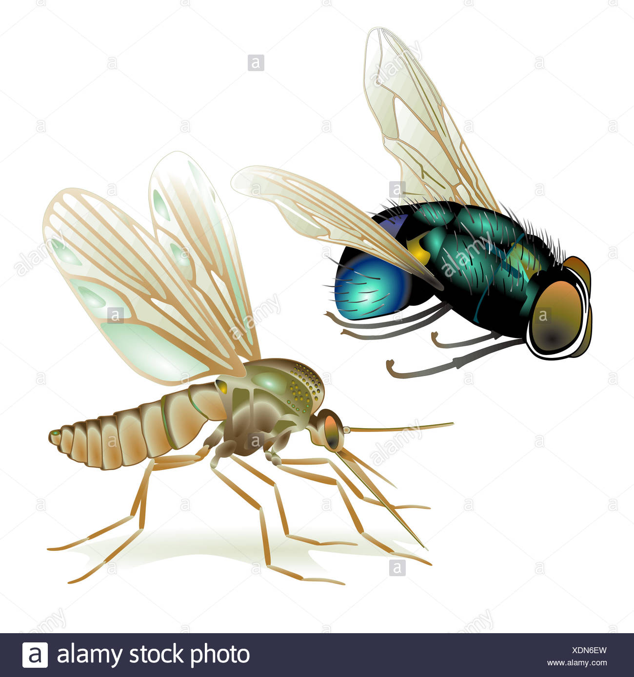 Mosquito Insects High Resolution Stock Photography and Images - Alamy