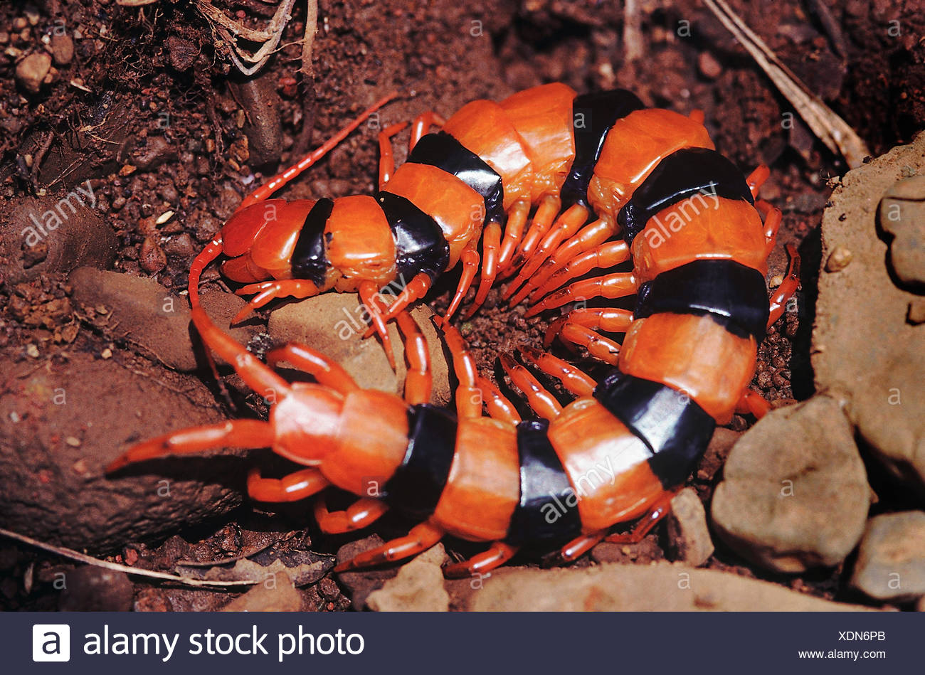Orange And Black Centipede High Resolution Stock Photography and Images ...