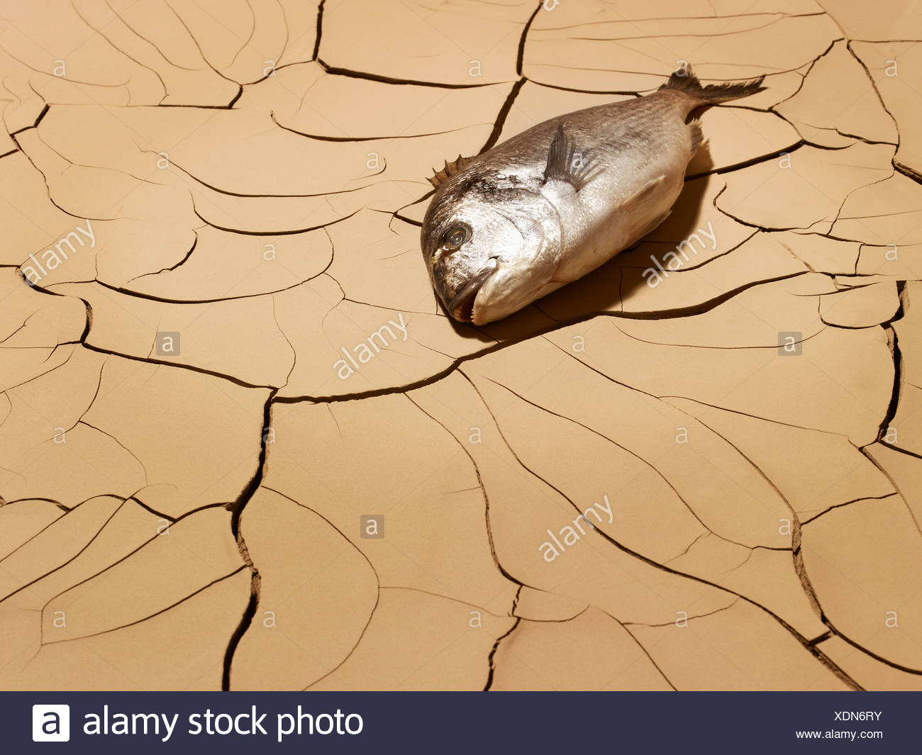 Dead Fish Stock Photos & Dead Fish Stock Images - Alamy