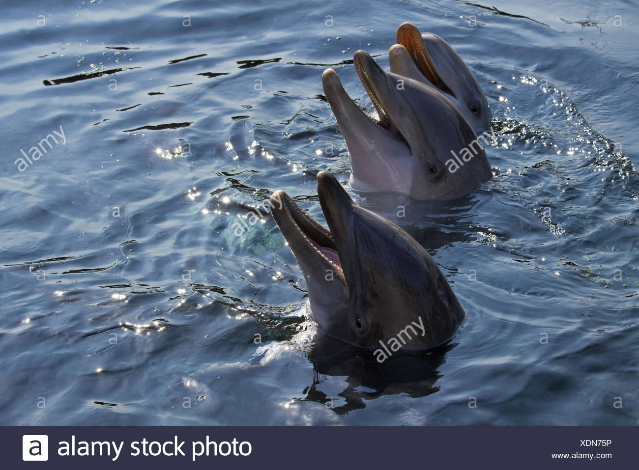 Flipper The Dolphin Stock Photos & Flipper The Dolphin Stock Images - Alamy